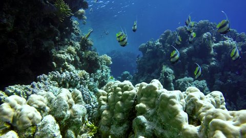 Many Bicolor Damselfish Chromis Dimidiata Lyretail Stock Footage Video ...
