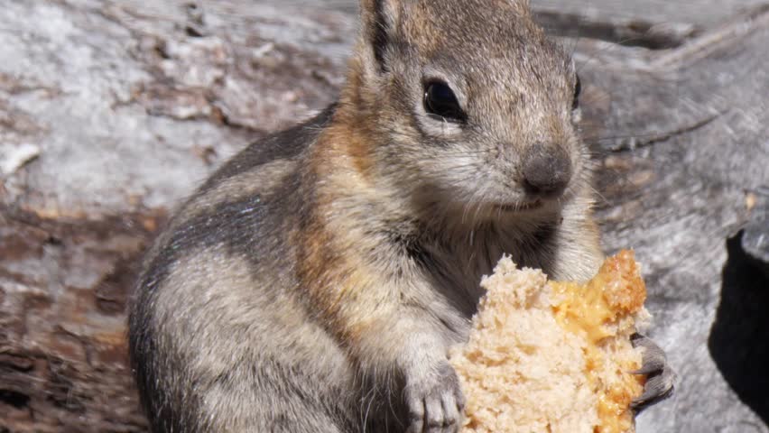 quokka looks grumpy angry low angle Stock Footage Video (100% Royalty ...