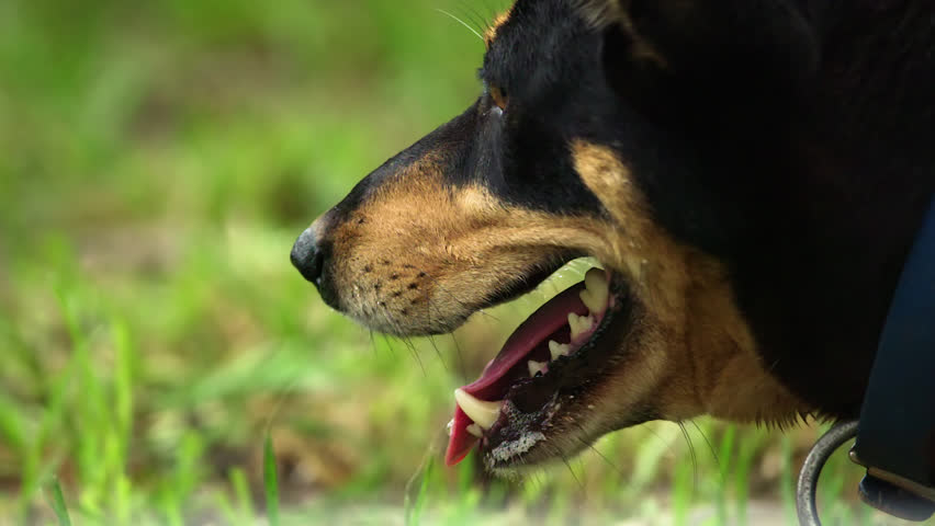 closeup kelpie dog mustering muster australia Stock Footage Video (100% ...