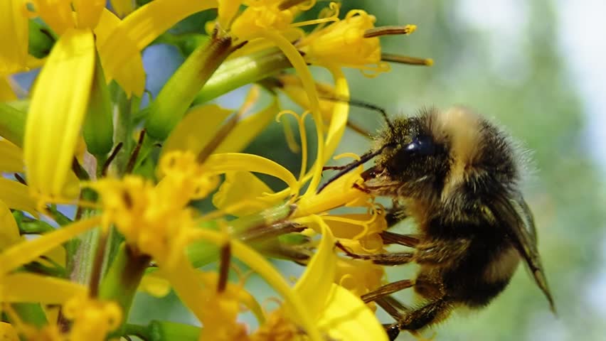 Pollen Stuck the On Hair : vidéos de stock (100 % libres de droit ...