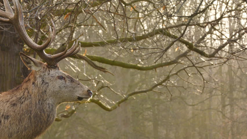 Large Majestic Beautiful Stag Side Stock Footage Video (100% Royalty ...