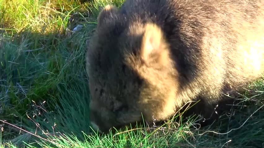 Common Wombat Eat Grass On Stock Footage Video (100% Royalty-free ...