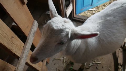 Goat Eating Apple On On Farm Stock Footage Video (100% Royalty-free ...