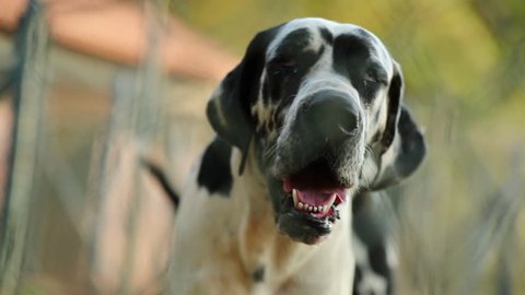 Scary Dog Growls Looks Us Stock Footage Video (100% Royalty-free ...