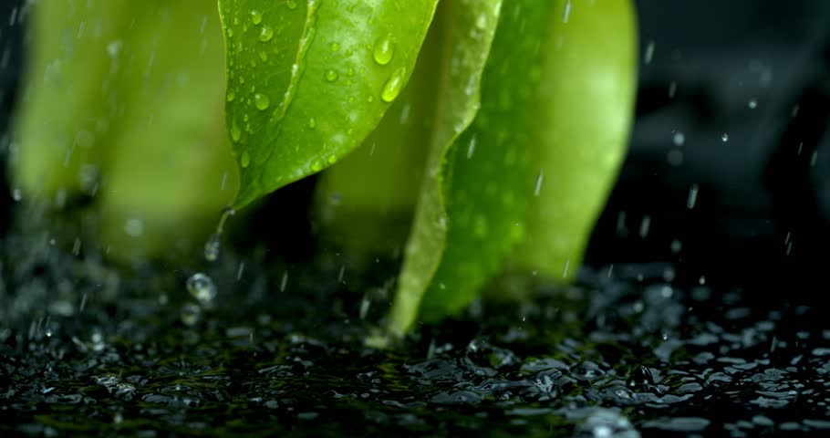 Rain Water On Leaves Super Stock Footage Video (100% Royalty-free ...
