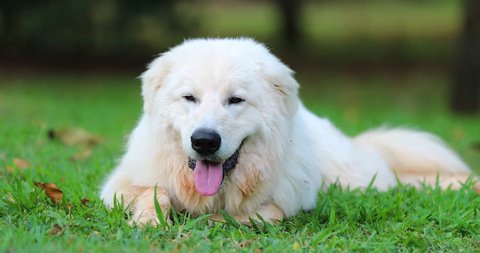 Beautiful Pure Breed Dog That Looks Stock Footage Video (100% Royalty ...