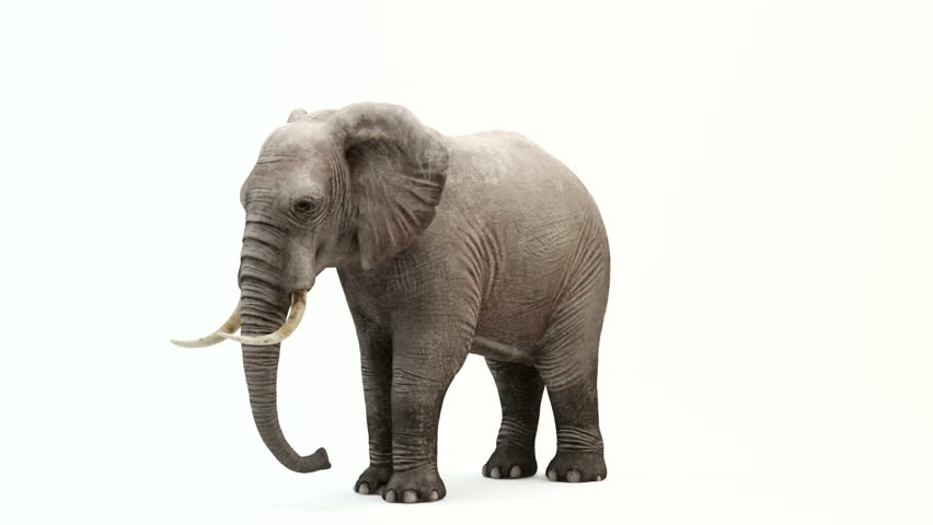 cg rendering standing elephant animation Stock Footage Video (100% ...