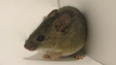 Mouse Corner Stock Footage Video (100% Royalty-free) 1007097796 ...
