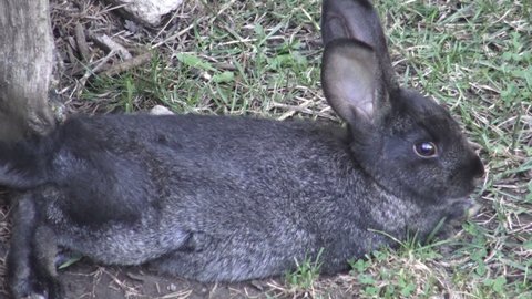 big red rabbit on grass cute Stock Footage Video (100% Royalty-free ...