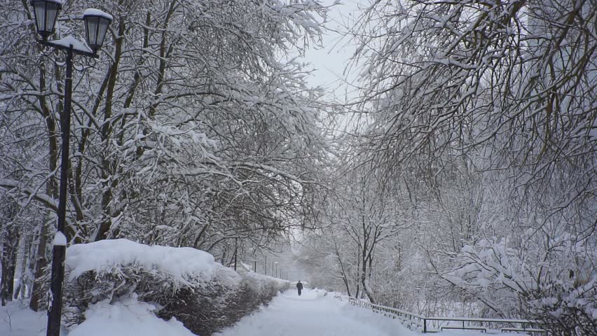 beautiful garden winter snowy day Stock Footage Video (100% Royalty ...