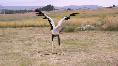 Secretary Bird Attacking Rubber Snake Powerful Stock Footage Video (100 ...
