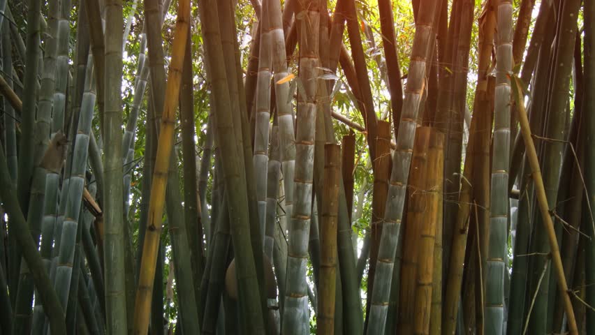 stand giant bamboo growing wild sri Stock Footage Video (100% Royalty ...