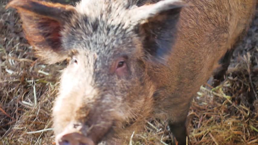 wild boars on animal farm boar Stock Footage Video (100% Royalty-free ...