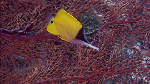 Yellow Longnose Butterflyfish Forceps Butterflyfish Forcipiger Stock ...