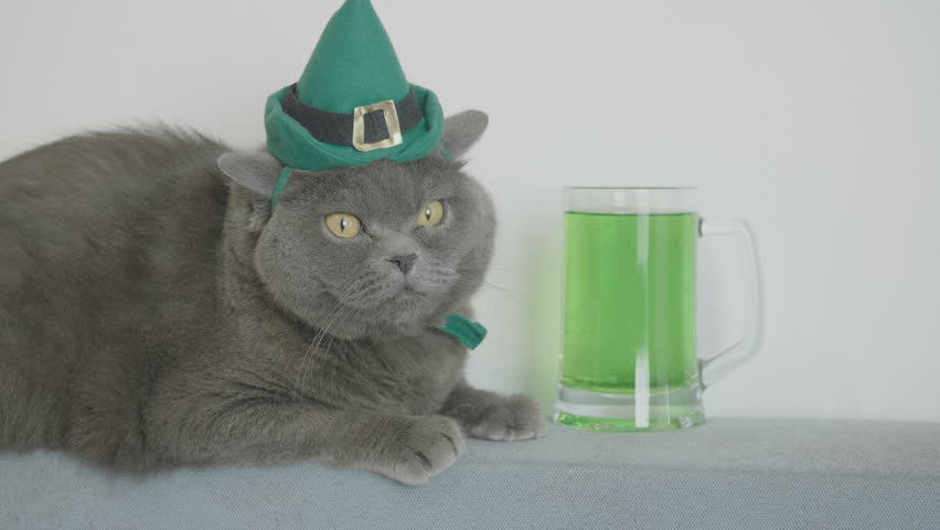 172 Cat with beer Stock Video Footage - 4K and HD Video Clips ...