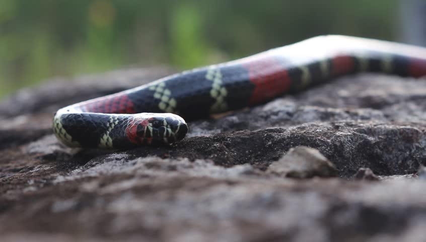 Brazilian Coral Snake (micrurus Altirostris) : Stockvideos ...