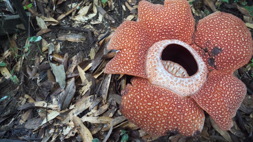 Rafflesia Flower Malaysia Stock Video Footage - 4K and HD Video Clips ...