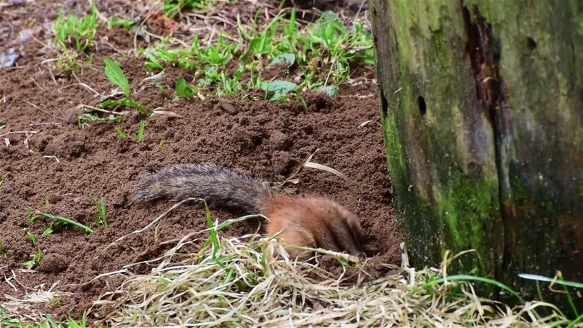 Eastern Chipmunk image - Free stock photo - Public Domain photo - CC0 ...