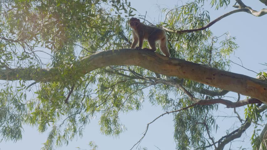 little monkey jumping branch big tree Stock Footage Video (100% Royalty ...