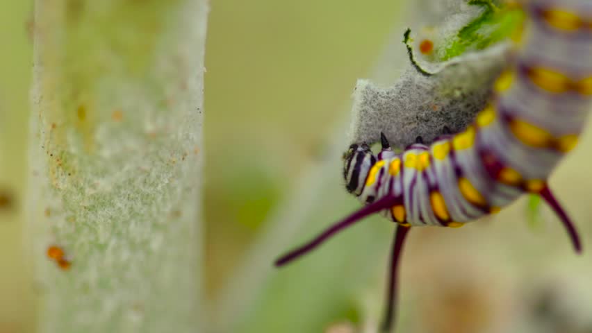 Larva Stage of Butterfly Grows Stock Footage Video (100% Royalty-free ...