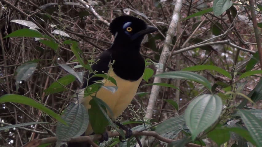 Plush Crested Jay image - Free stock photo - Public Domain photo - CC0 ...
