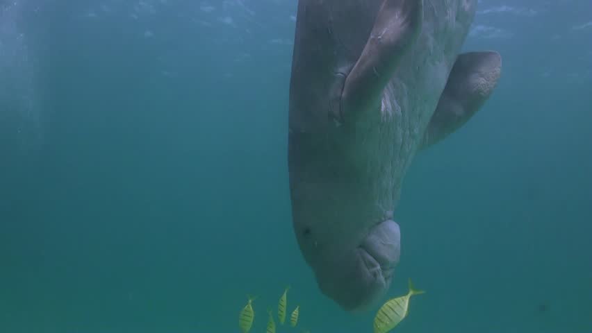 Rare and Endangered Dugong Feeding Stock Footage Video (100% Royalty ...