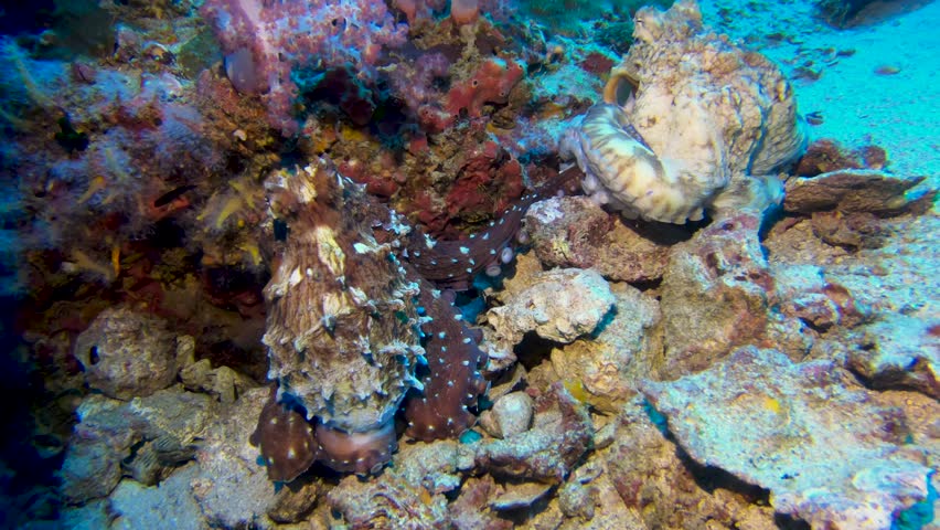 pair mating octopus on tropical coral Stock Footage Video (100% Royalty ...