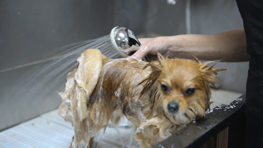 Professional Cleaning of the Dog Stock Footage Video (100% Royalty-free ...