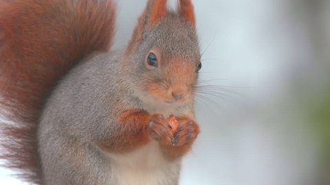 Stunning Close Red Squirrel Front View Stock Footage Video (100% ...