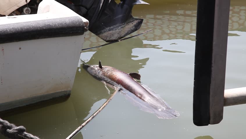 Dead Catfish, Died from Pollution, Stock Footage Video (100% Royalty ...
