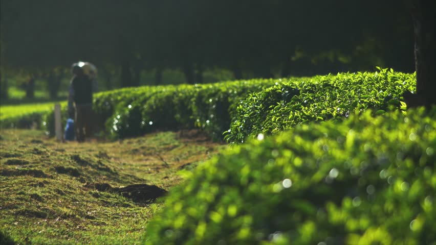 Tea picking kenya Stock Video Footage - 4K and HD Video Clips ...