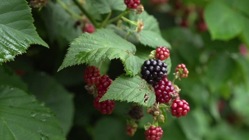 Bunch of Blackberries image - Free stock photo - Public Domain photo ...