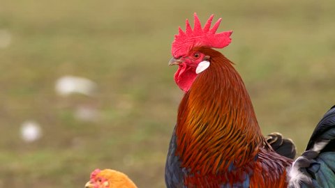 rooster crowing morning sound chicken crow Stock Footage Video (100% ...