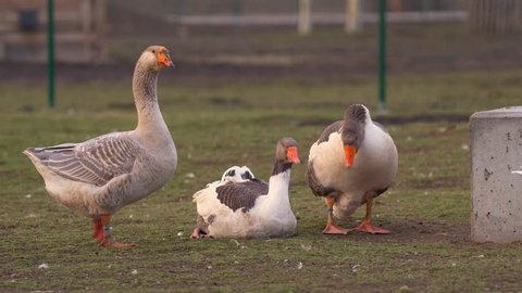 Goose Worrying About Sick Friend Stock Footage Video (100% Royalty-free ...