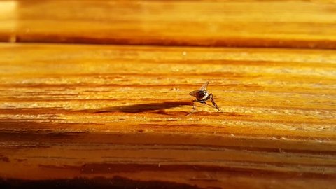 Interesting Unique Fly Grooming Itself All Stock Footage Video (100% ...