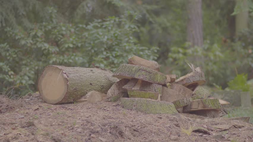 TREE-CUT-DEFORESTATION-FOREST-WOOD-TREES-CHOP-CHOPPED-FIREWOOD-BEAVER ...