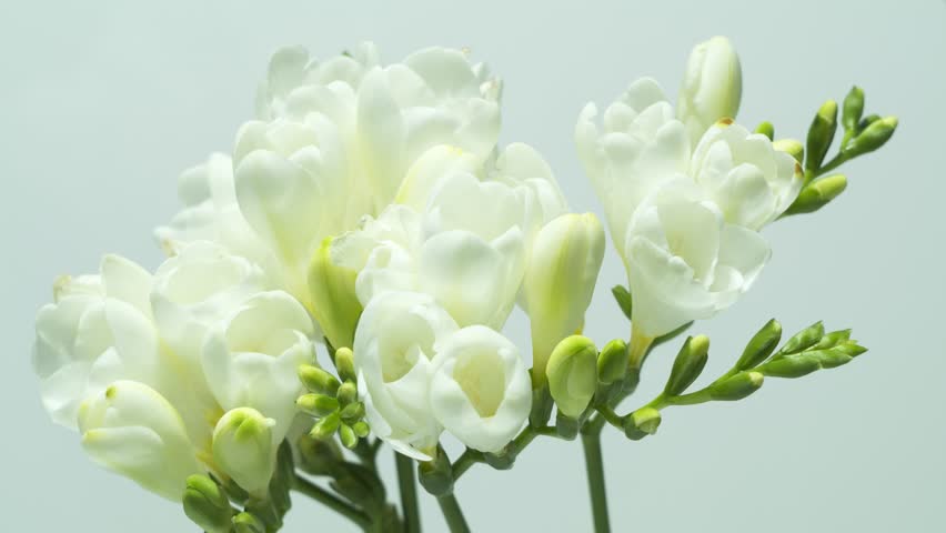 Freesia Flower Stock Video Footage - 4K and HD Video Clips | Shutterstock