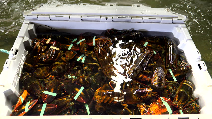 crate live lobster holding tank wholesalers Stock Footage Video (100% ...