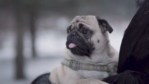 Winter Pug Portrait Stock Footage Video (100% Royalty-free) 1007664934 ...