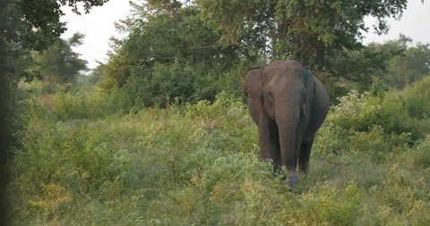 Un elefante macho apareándose con una: video de stock (totalmente libre ...