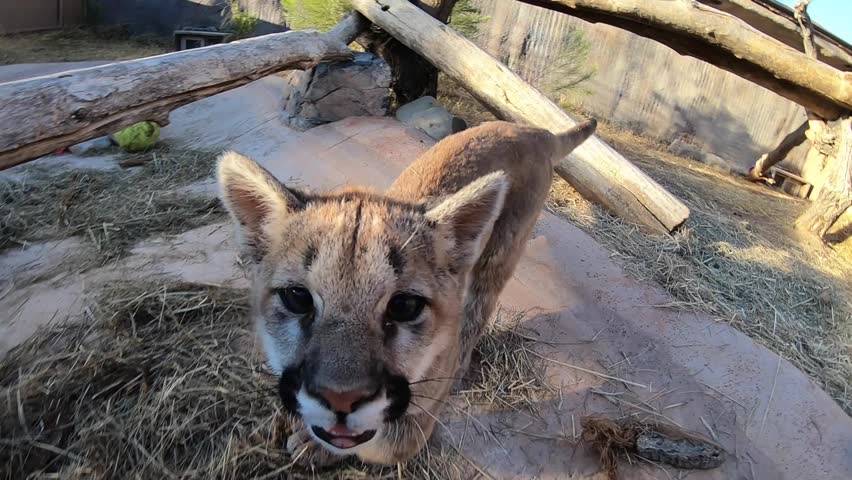 Mountain Lion Cub Jumping After : vidéos de stock (100 % libres de ...