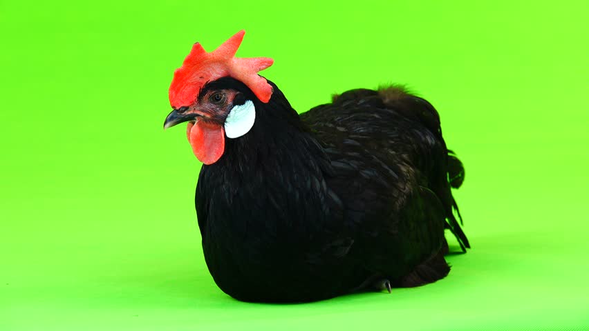 chicken sitting on green screen Stock Footage Video (100% Royalty-free ...