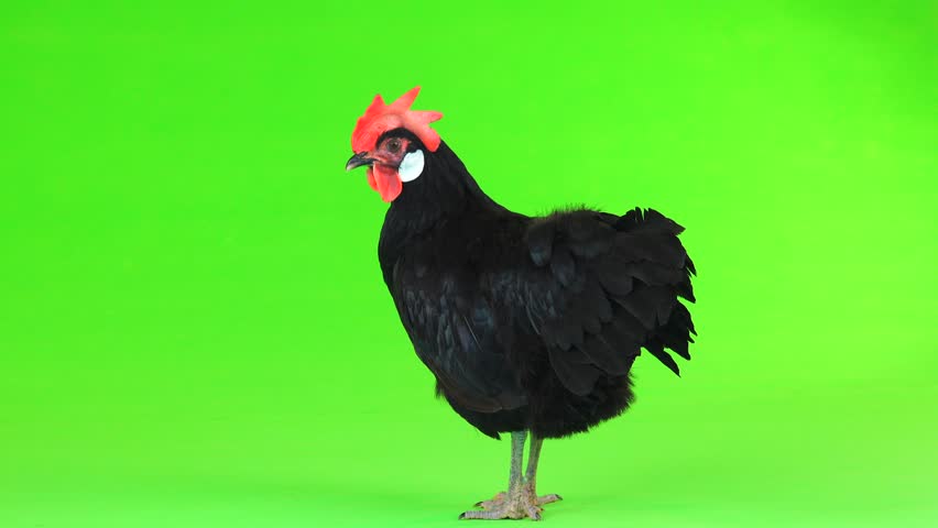 Chicken On a Green Screen Stock Footage Video (100% Royalty-free ...
