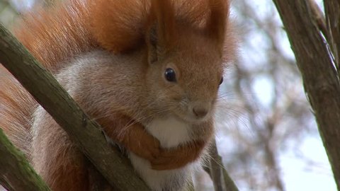 Stunning Close Red Squirrel Front View Stock Footage Video (100% ...