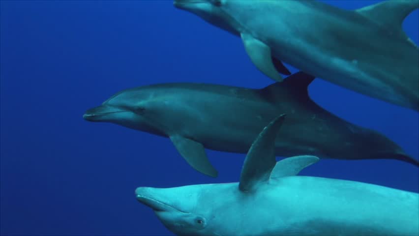 Playing Dolphins, Socializing and Being Stock Footage Video (100% ...