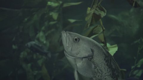 Closeup Fish Bobbing Water Aquarium Stock Footage Video (100% Royalty ...