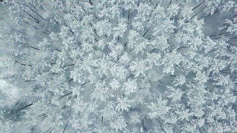 Top Down View Forest Winter Winter Stock Photo (Edit Now) 1238614240