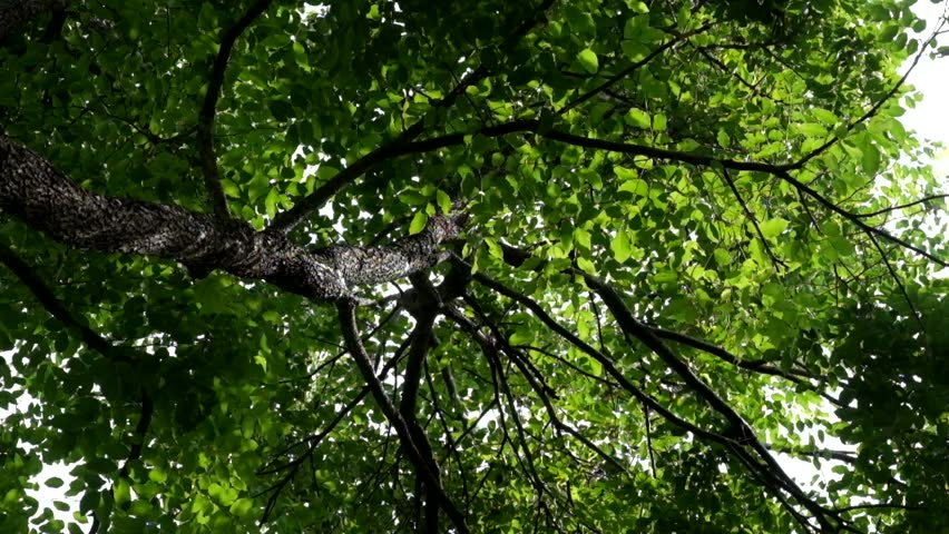 leaves branches tree waving winds Stock Footage Video (100% Royalty ...