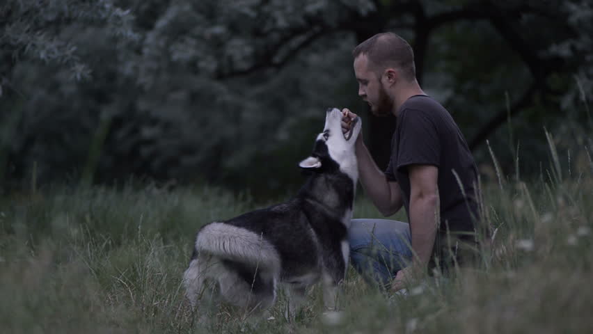 dog comes back after man called Stock Footage Video (100% Royalty-free ...