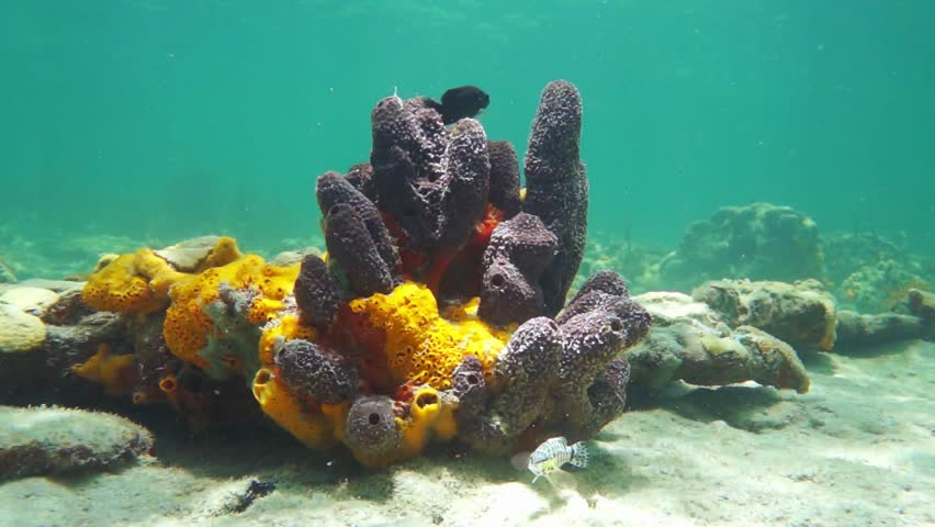 Colorful Sea Sponges Underwater On Stock Footage Video (100% Royalty ...